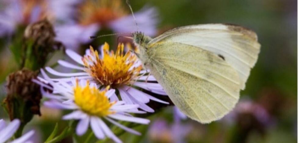 Summer Nature Programs for Kids - Teacher Time To Go